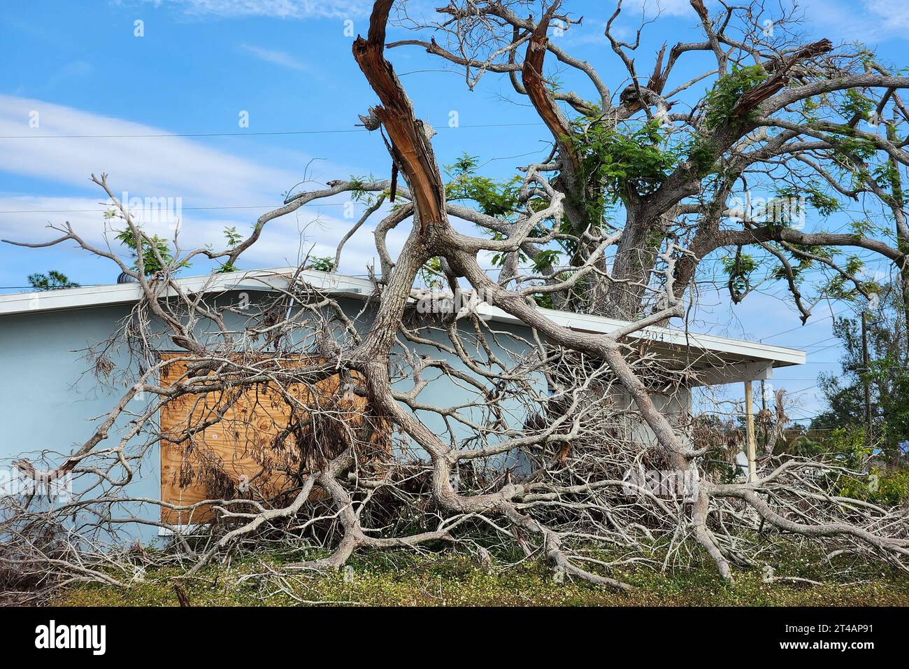 Tree removal after hurricane damage in Florida home backyard. Fallen ...