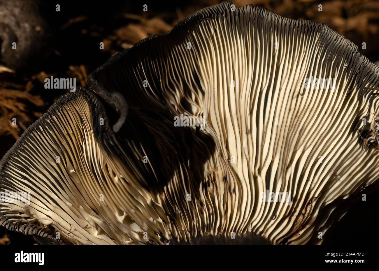 Russula albonigra - blackening russula mushroom Stock Photo - Alamy
