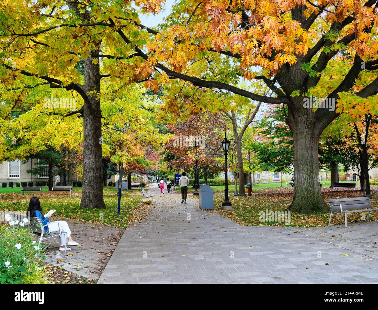 Path with oak trees changing color in fall Stock Photo - Alamy
