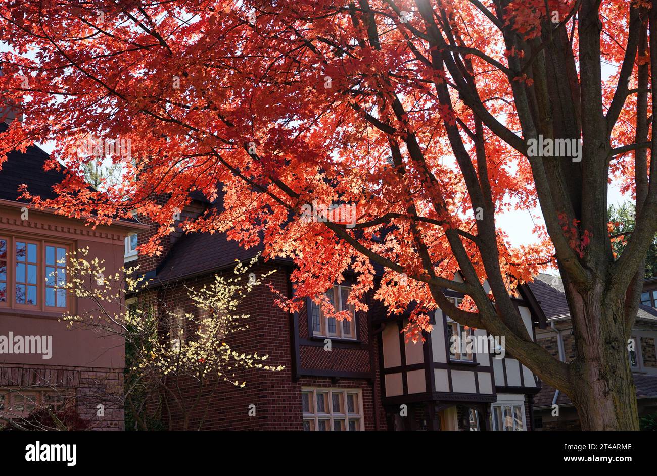 Residential street with backlit maple tree in vivid red color in fall ...
