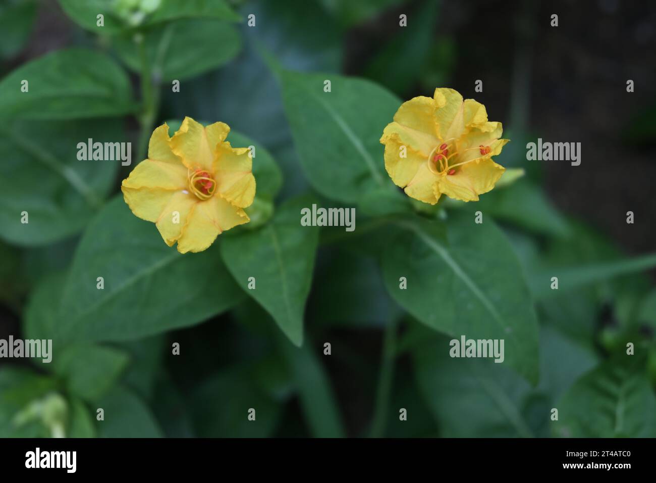 Two yellow colored Marvel of Peru (Mirabilis Jalapa) flowers bloom in ...