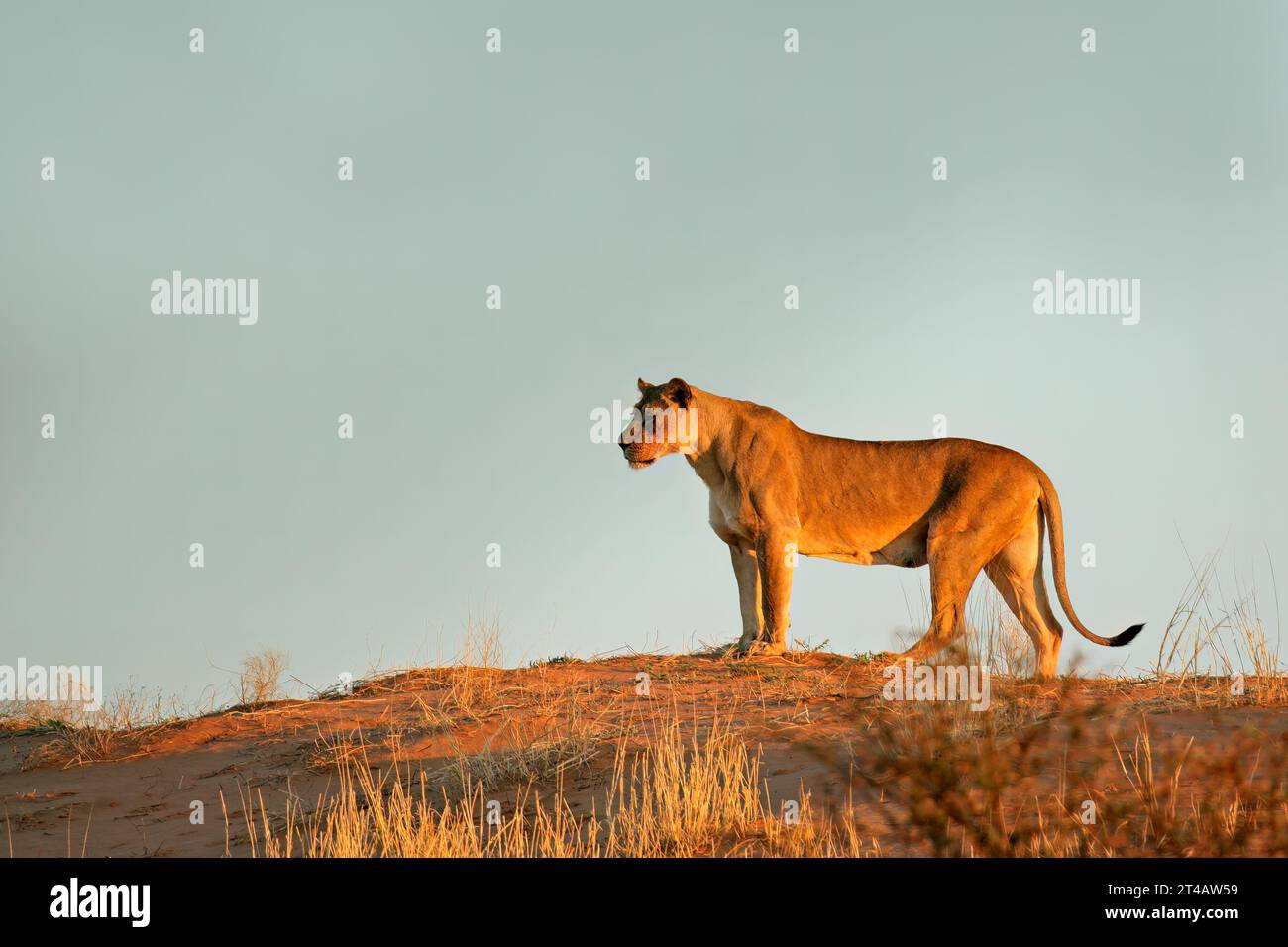 A lioness (Panthera leo) standing on a red sand dune, Kalahari desert ...