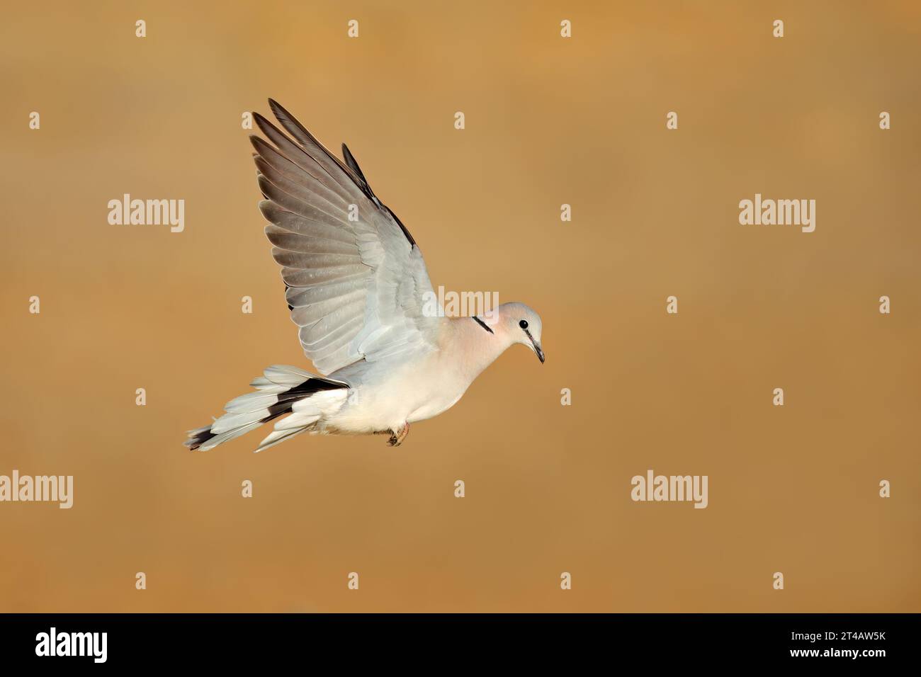 Dove open wings hi-res stock photography and images - Alamy