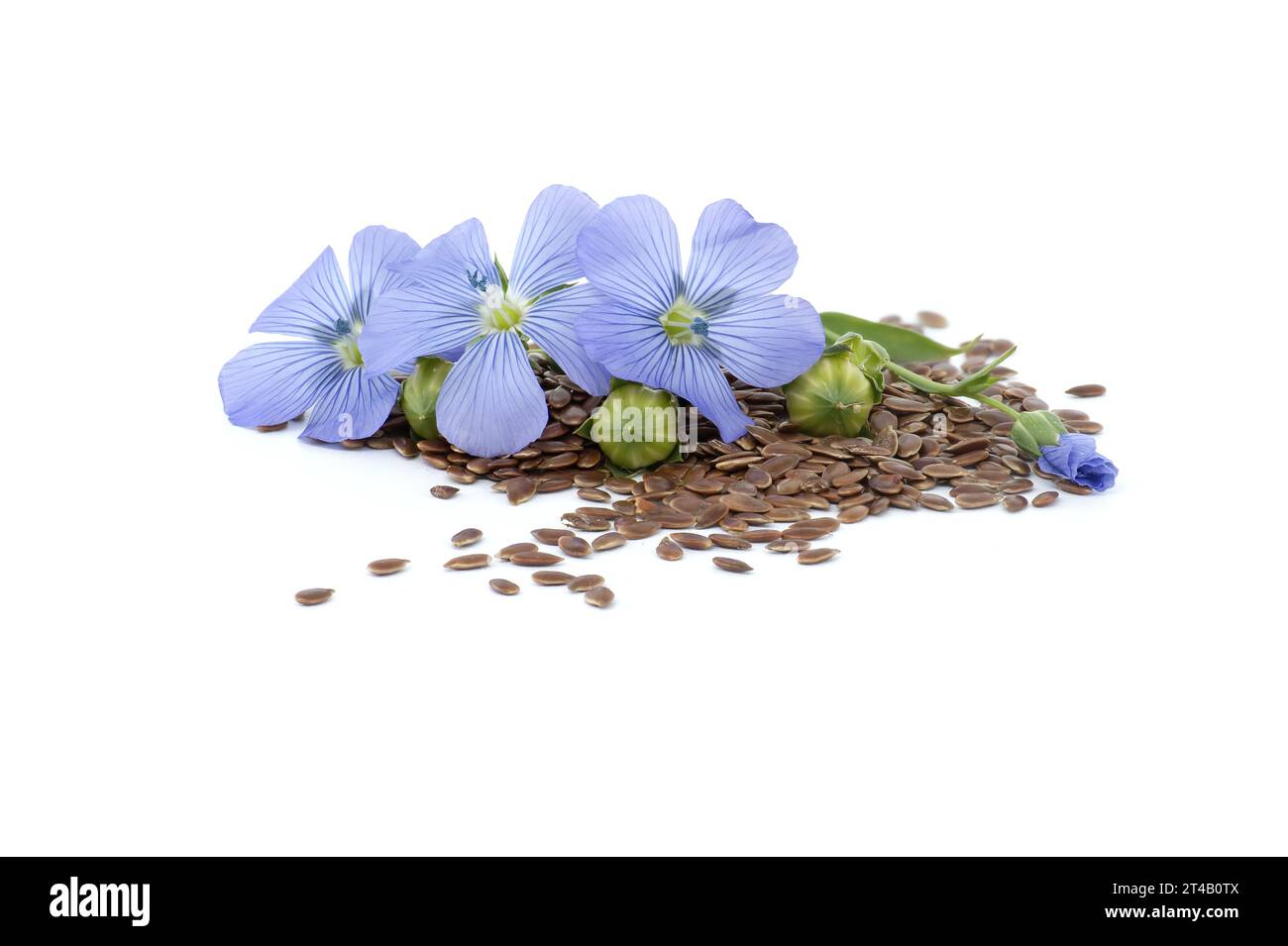 Blue flax blossom and seeds in close up isolated on white background ...