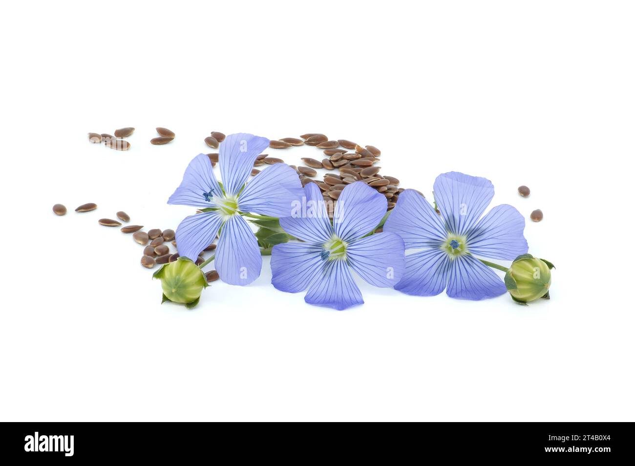 Blue flax blossom and seeds in close up isolated on white background ...
