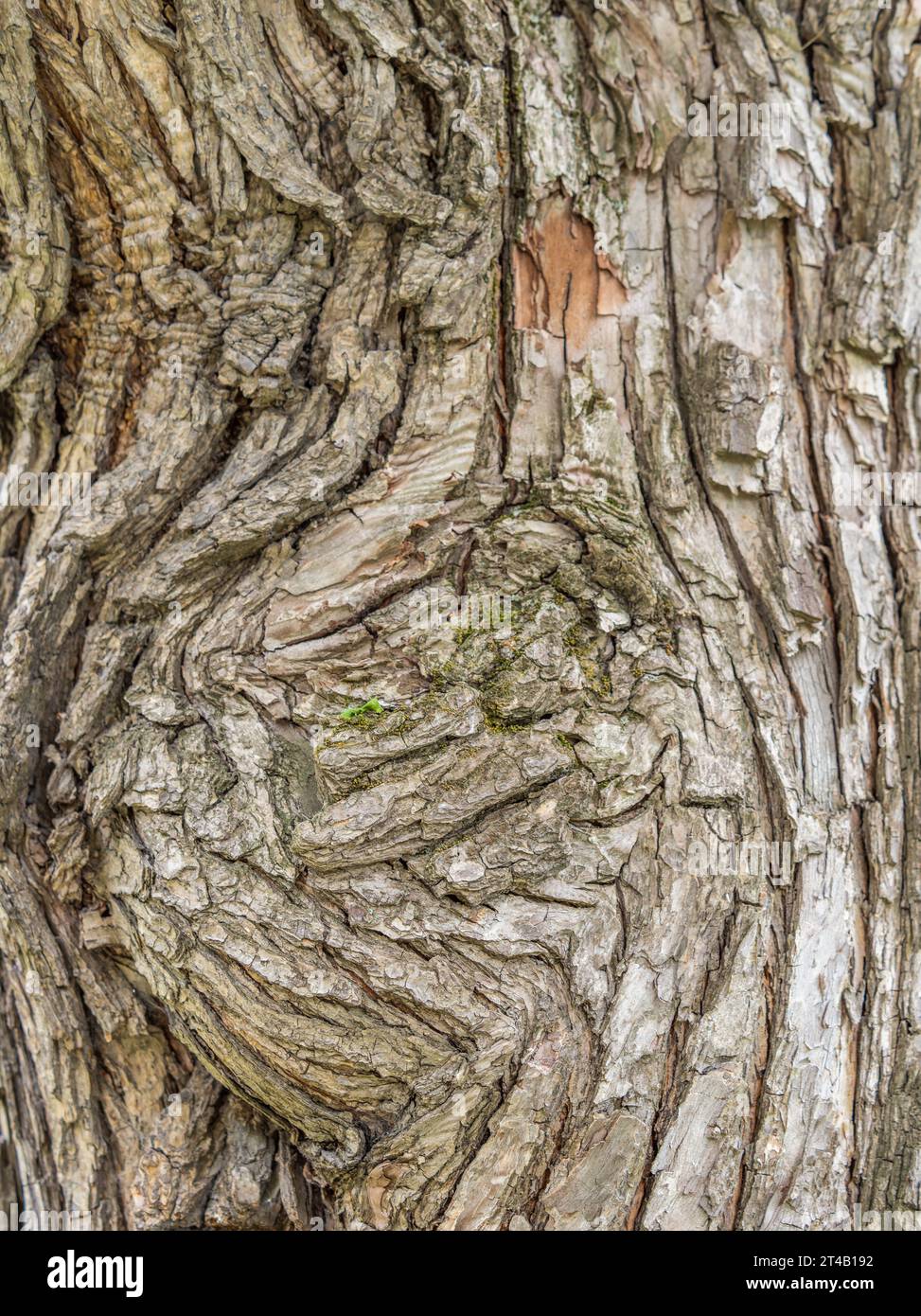 Texture of the bark of an old apple tree, background. Detailed bark ...