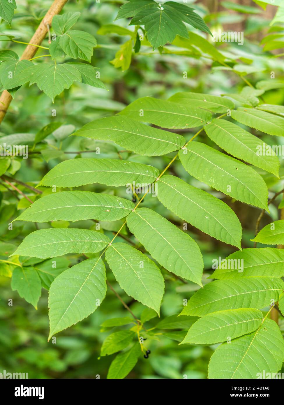 Nature of green leaf in garden at summer. Natural green leaves plants ...