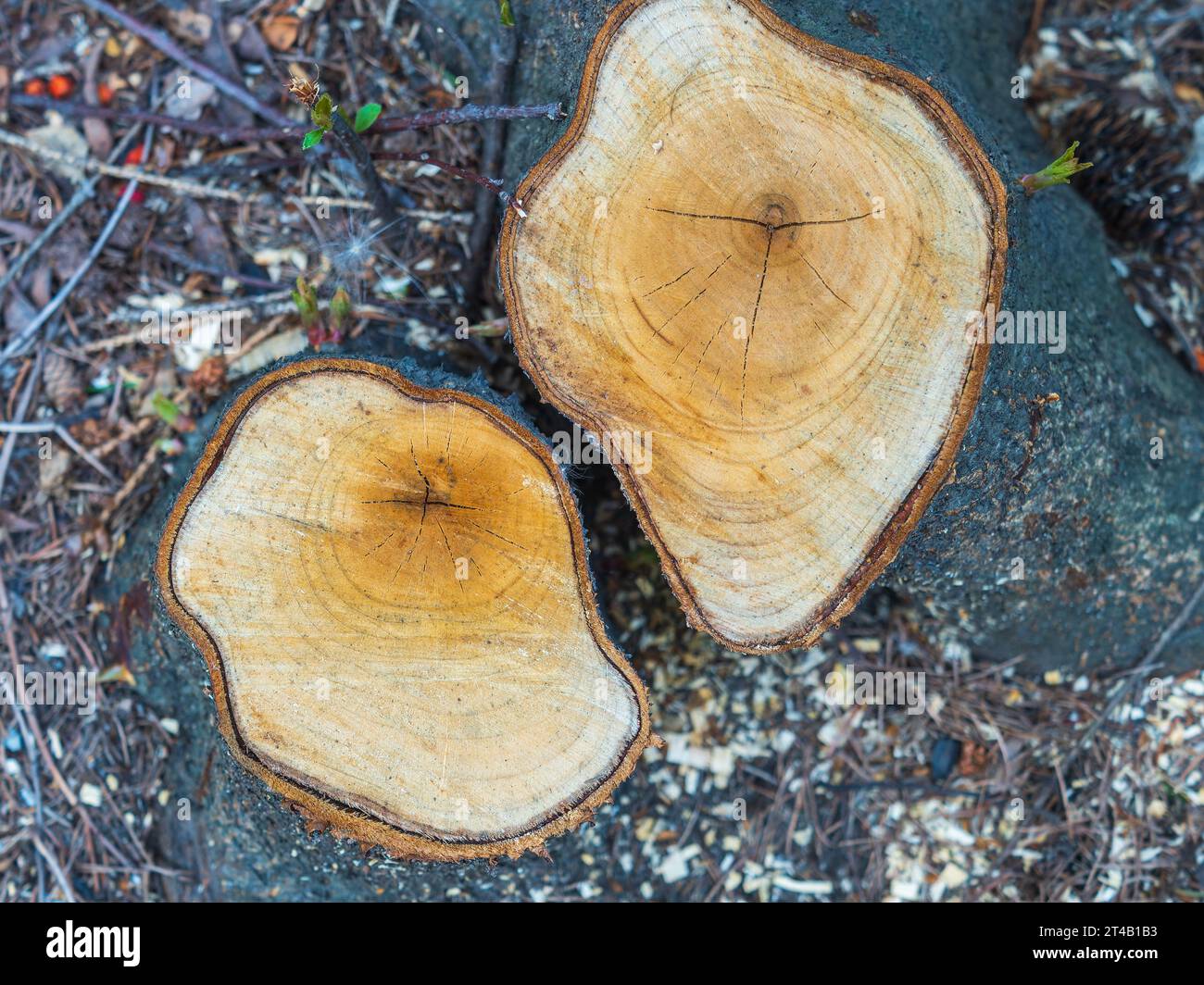 The texture of the cut trunk of an old tree with rings. Cross-section ...