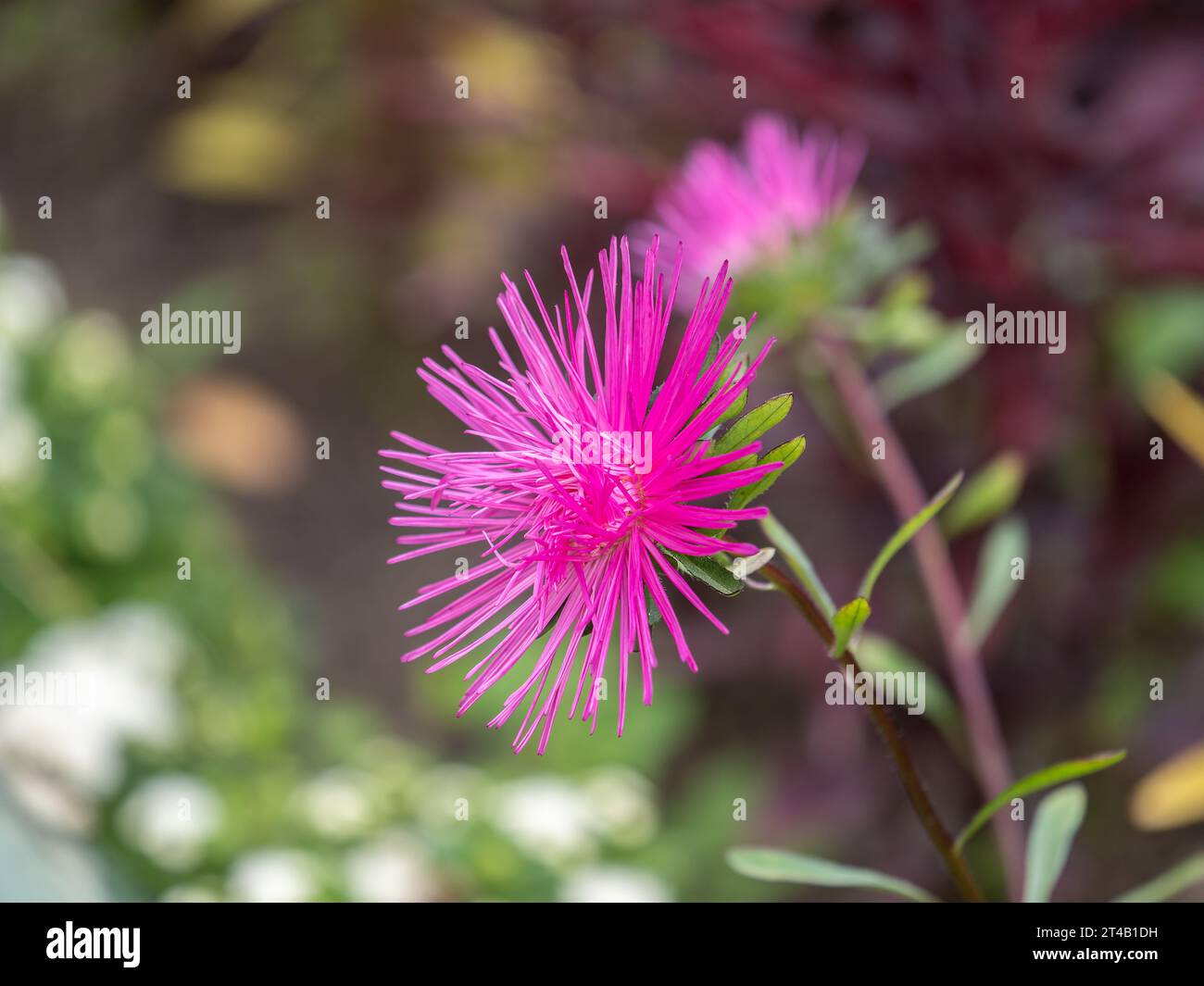 Bunch of purple aster flowers. Flowering plant in autumnal garden ...