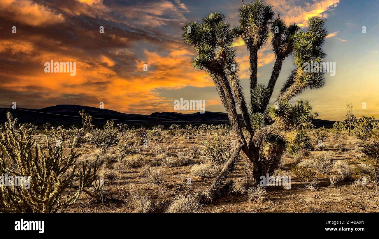 An endemic specimen of Joshua tree from the Mojave Desert, in the state ...