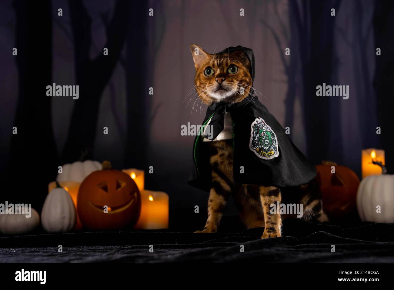 Half cloak hi-res stock photography and images - Alamy