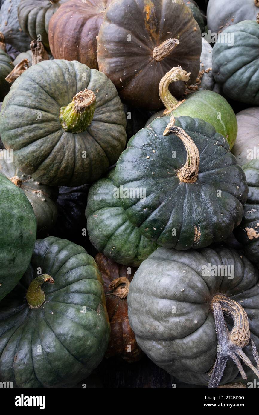 Collection of fresh picked Pumpkins outdoors close up full frame as ...