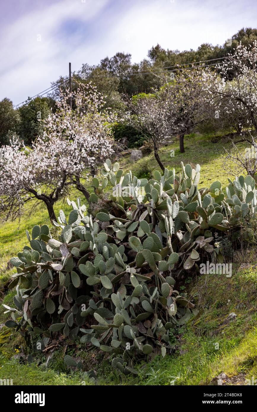 Bush of a cactus pear (Opuntia ficus-indica) and flowering trees in a ...