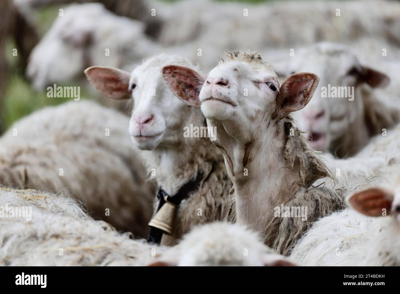 Sheep neck hi-res stock photography and images - Alamy