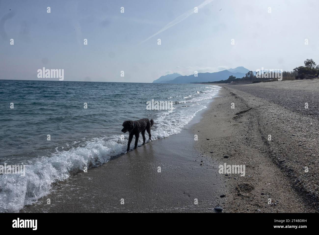 Black poodle, king poodle, running through the waves on the beach, Bari ...