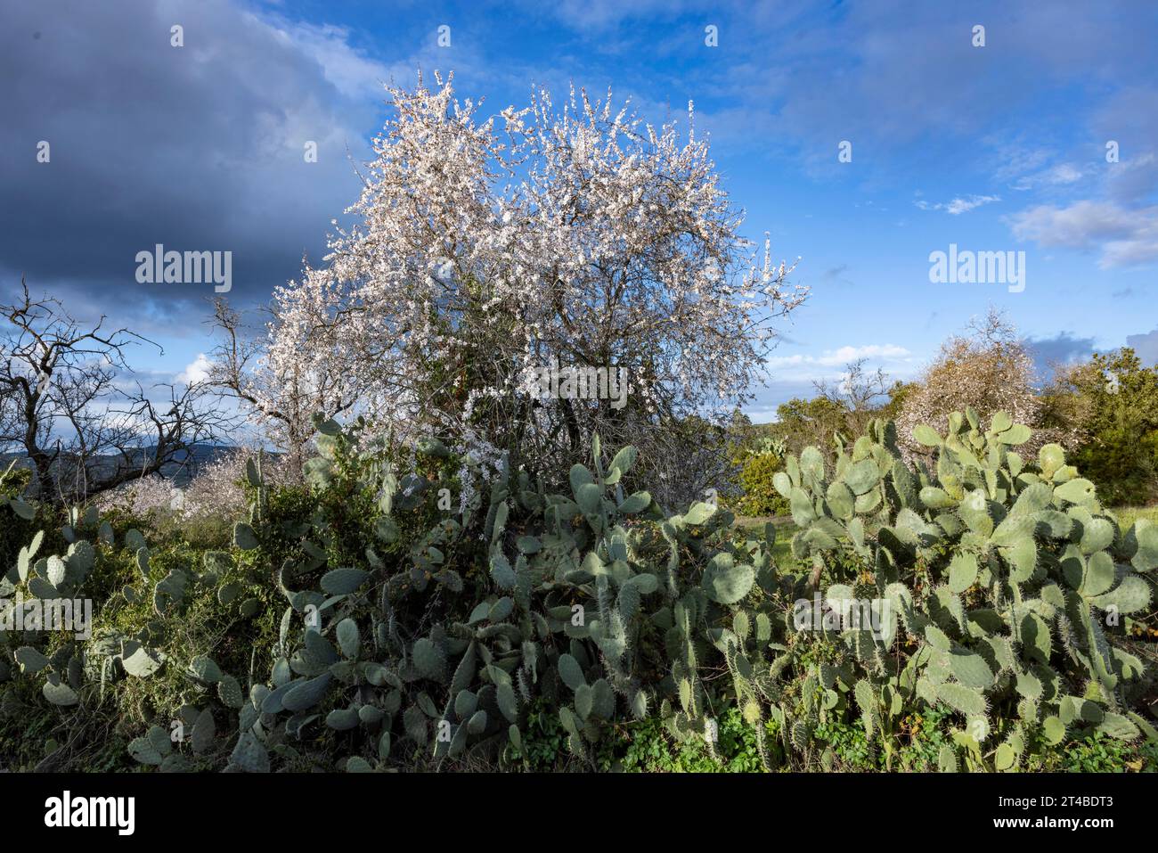 Flowering prickly pear cactus hi-res stock photography and images - Alamy