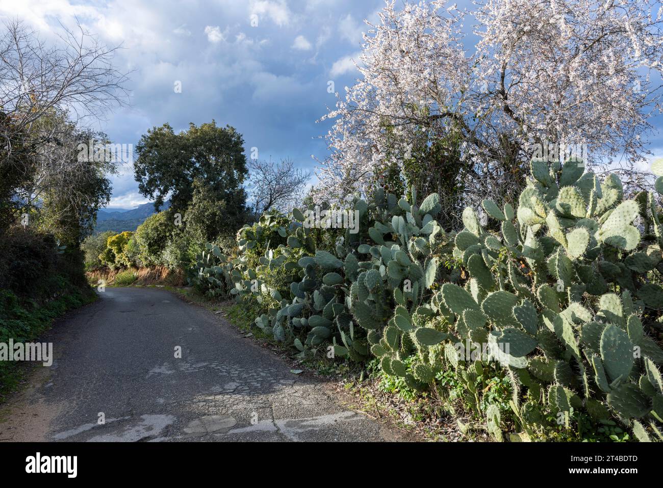 Bush of a cactus pear (Opuntia ficus-indica) and flowering trees in a ...