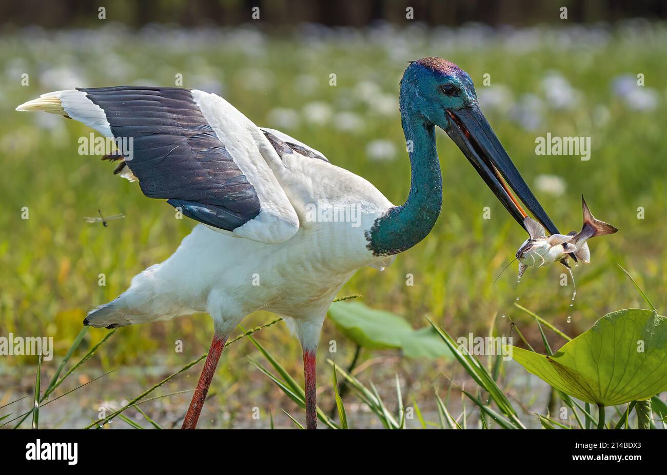 Blue catfish hi-res stock photography and images - Alamy