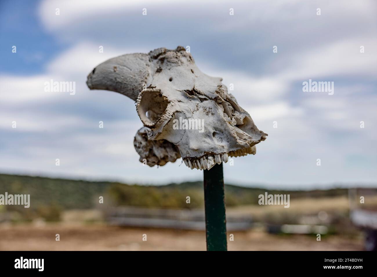 Impaled animal skull of a sheep or goat on a stake in the landscape ...