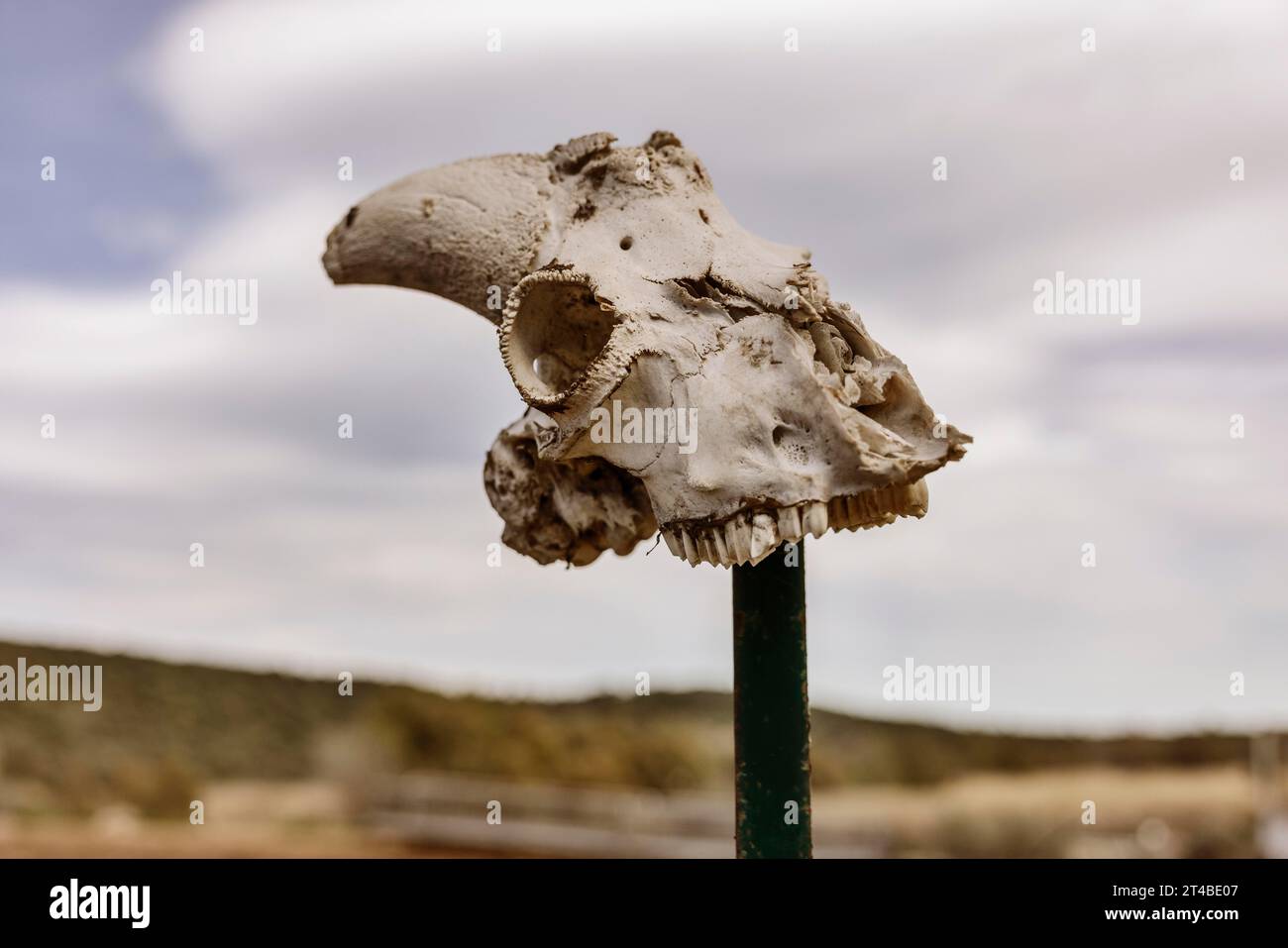 Impaled animal skull of a sheep or goat on a stake in the landscape ...