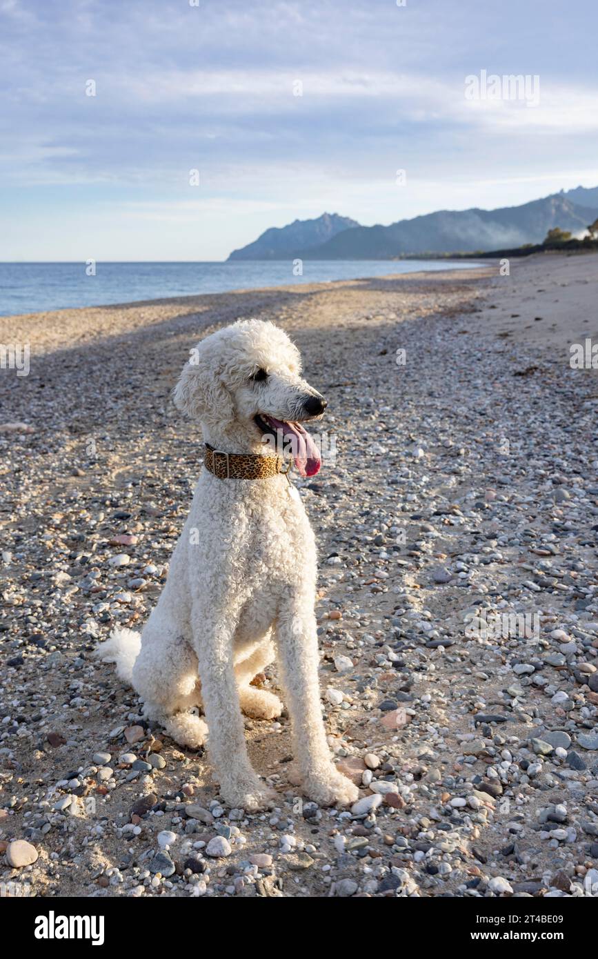 Beach poodle hi-res stock photography and images - Alamy