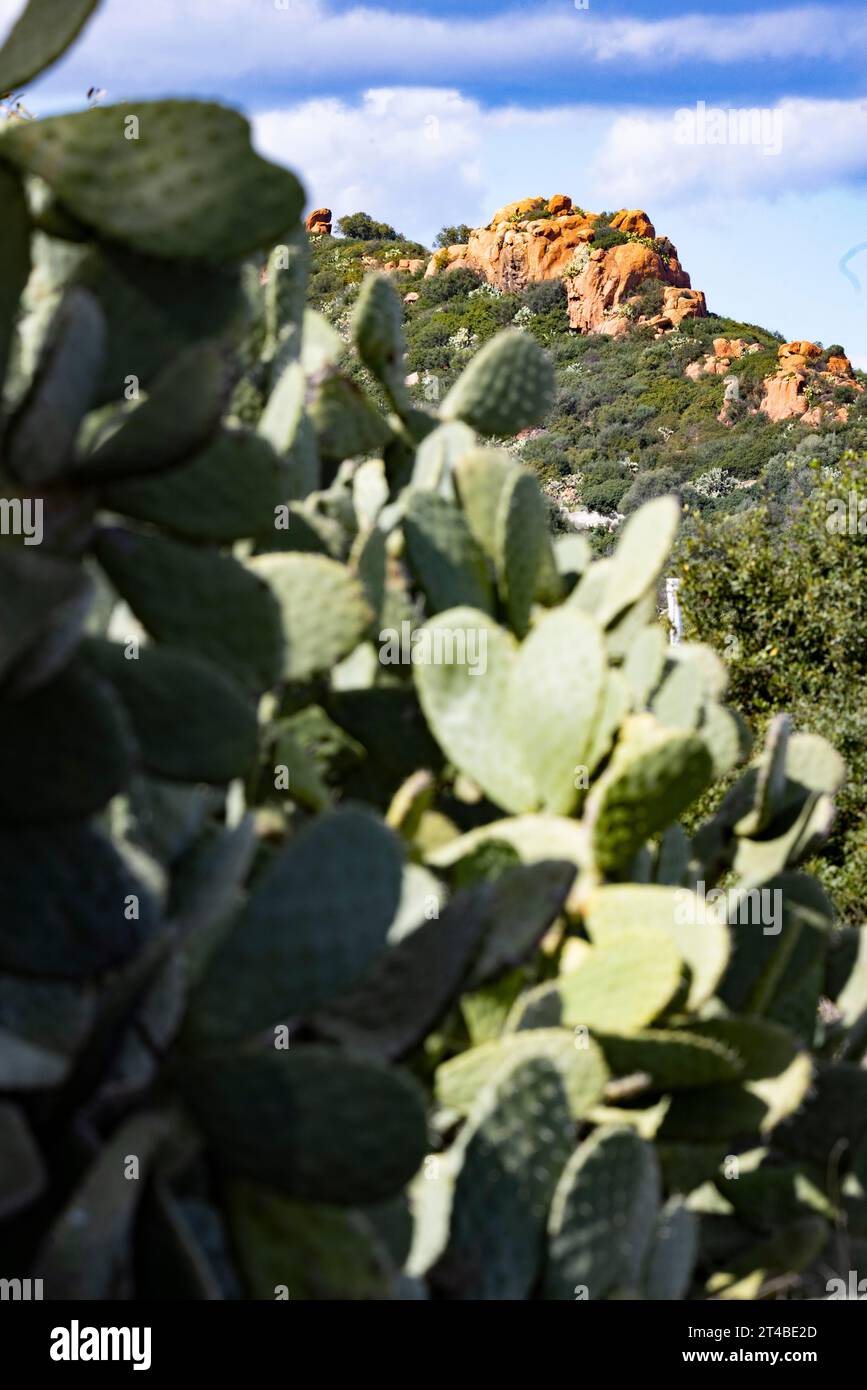 Cactus pear (Opuntia ficus-indica) in front of a landscape with red ...
