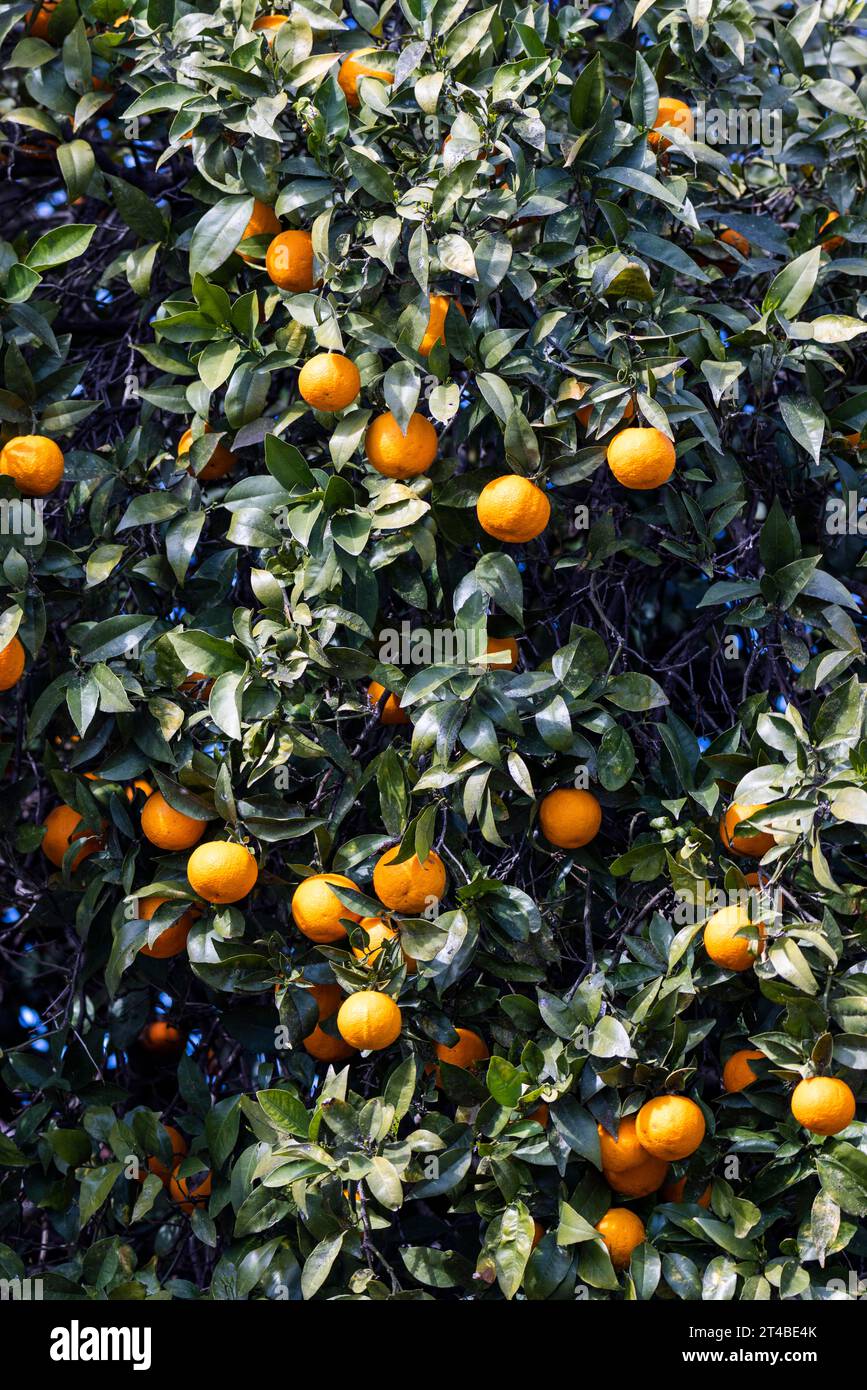 Ripe oranges, oranges against a blue sky on an orange tree, Bari Sardo ...