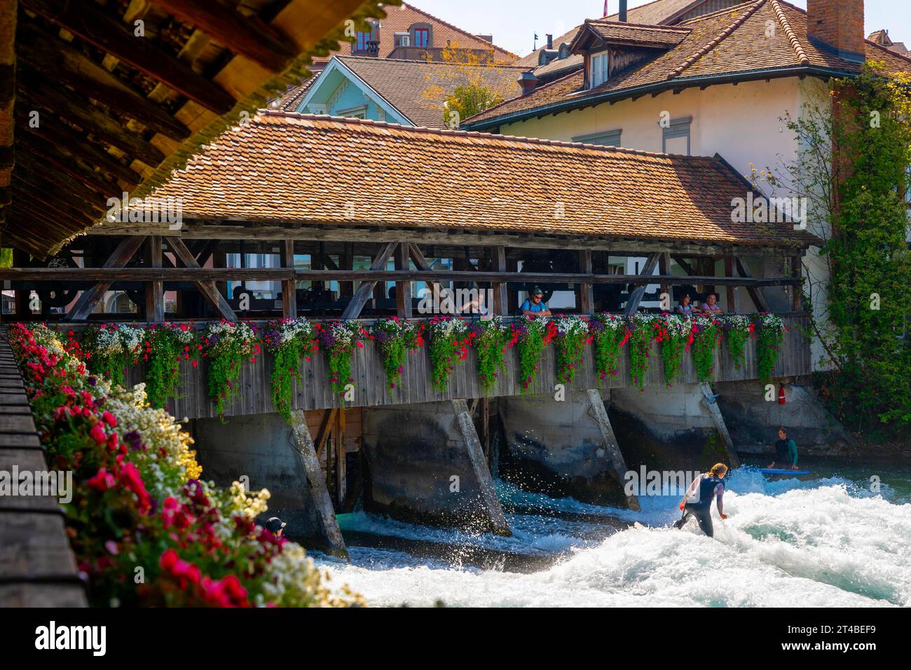 Surfer Surfing on River Aare in City of Thun from Untere Schleuse ...