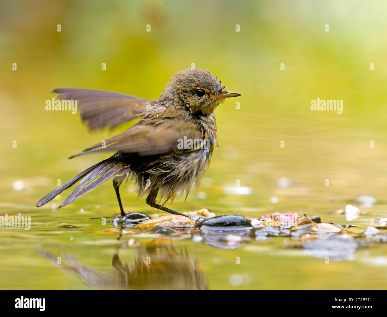 Common Chiffchaff (Phylloscopus collybita) bathing in shallow water ...