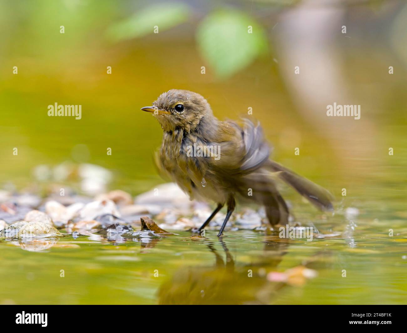 Common Chiffchaff (Phylloscopus collybita) bathing in shallow water ...