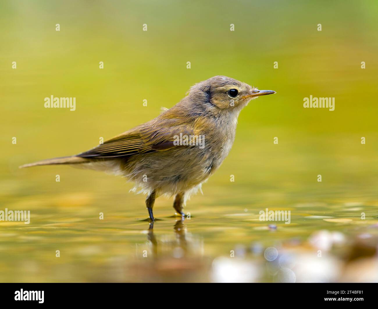 Common Chiffchaff (Phylloscopus collybita), young bird standing in ...