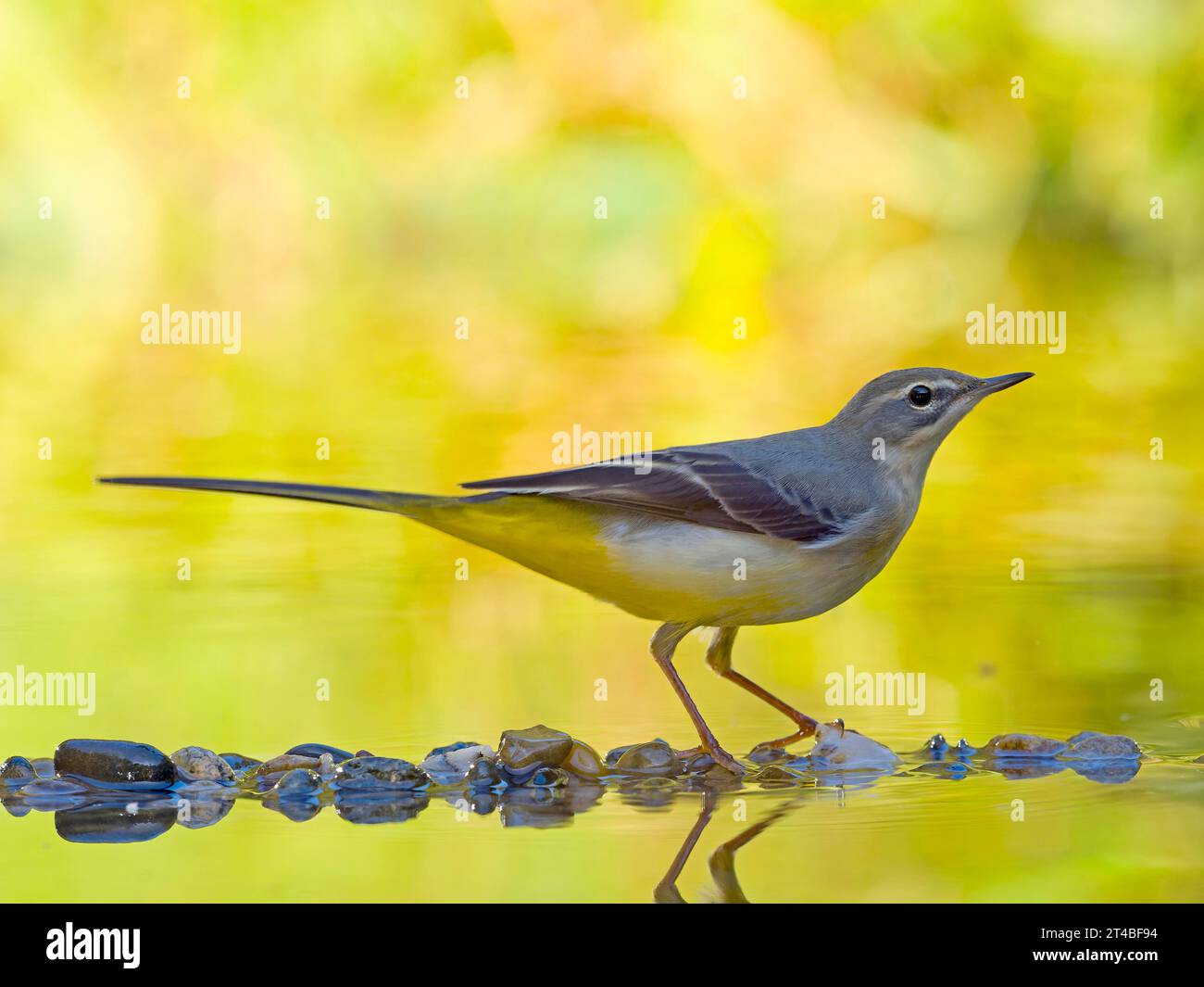 Grey wagtail motacilla cinerea in shallow water hi-res stock ...