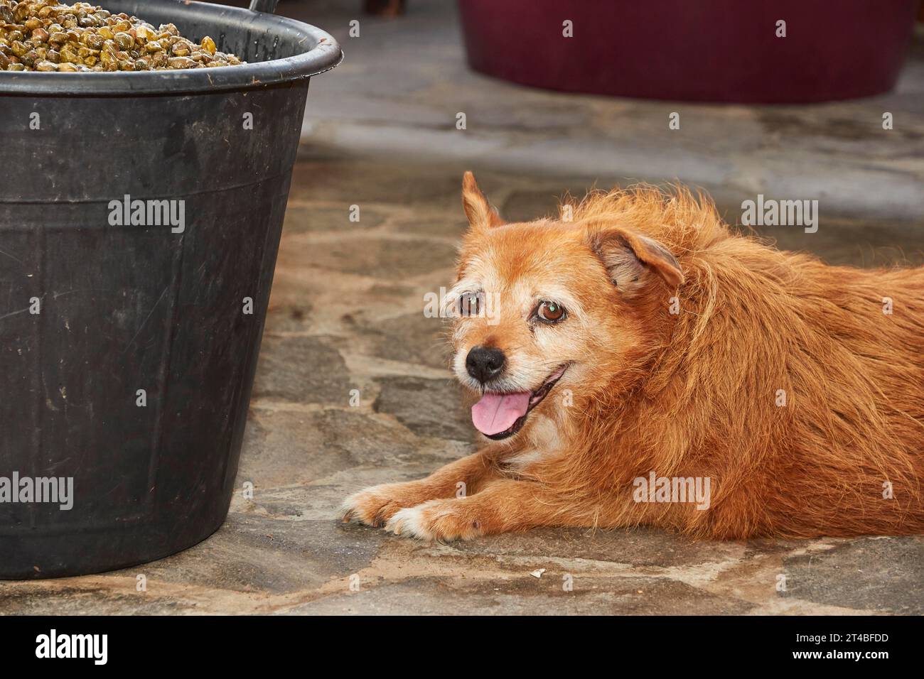 Dog sicily hi-res stock photography and images - Alamy