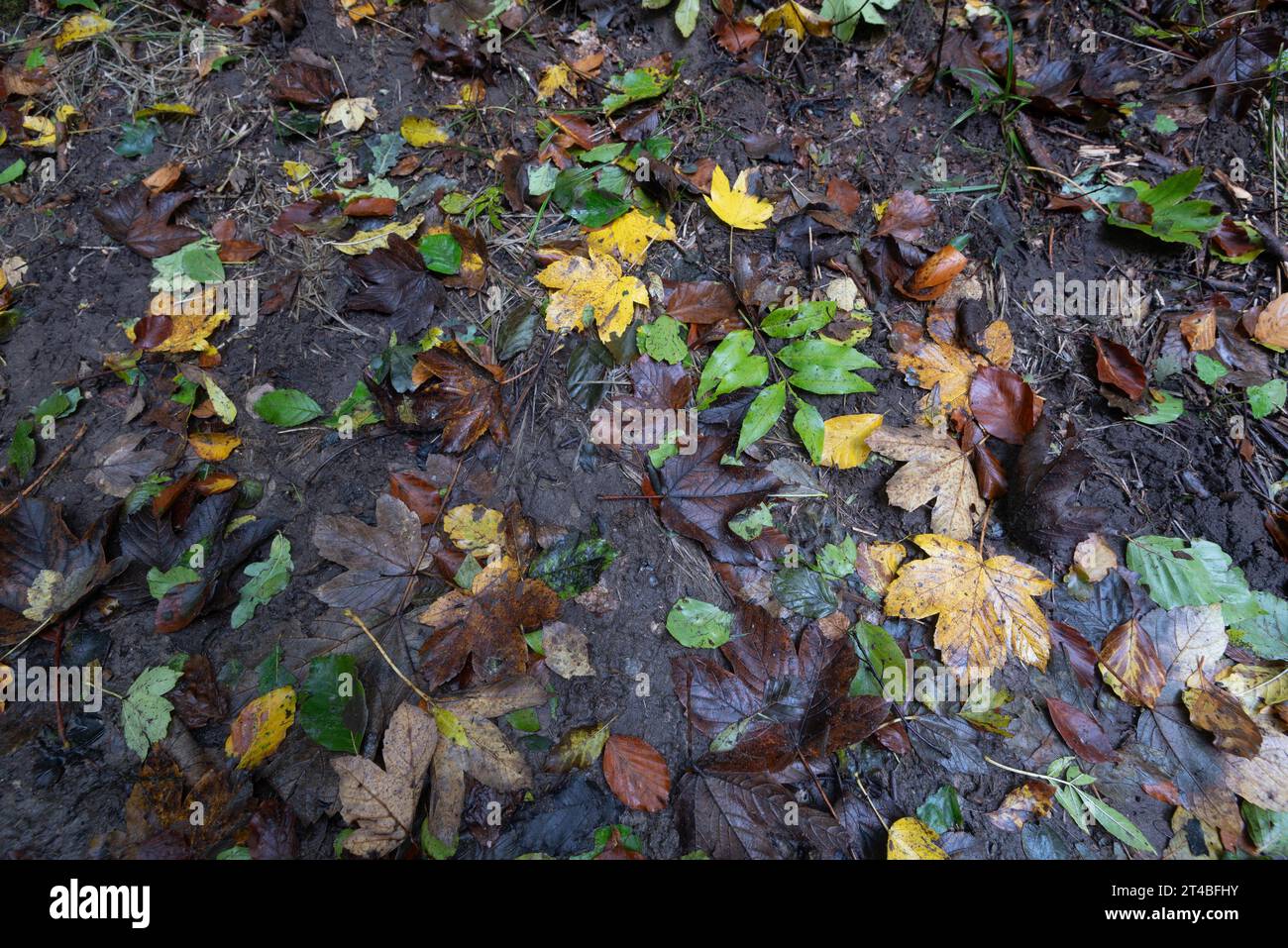Colourful autumn leaves in the mud, symbol of autumn mood, Denmark ...