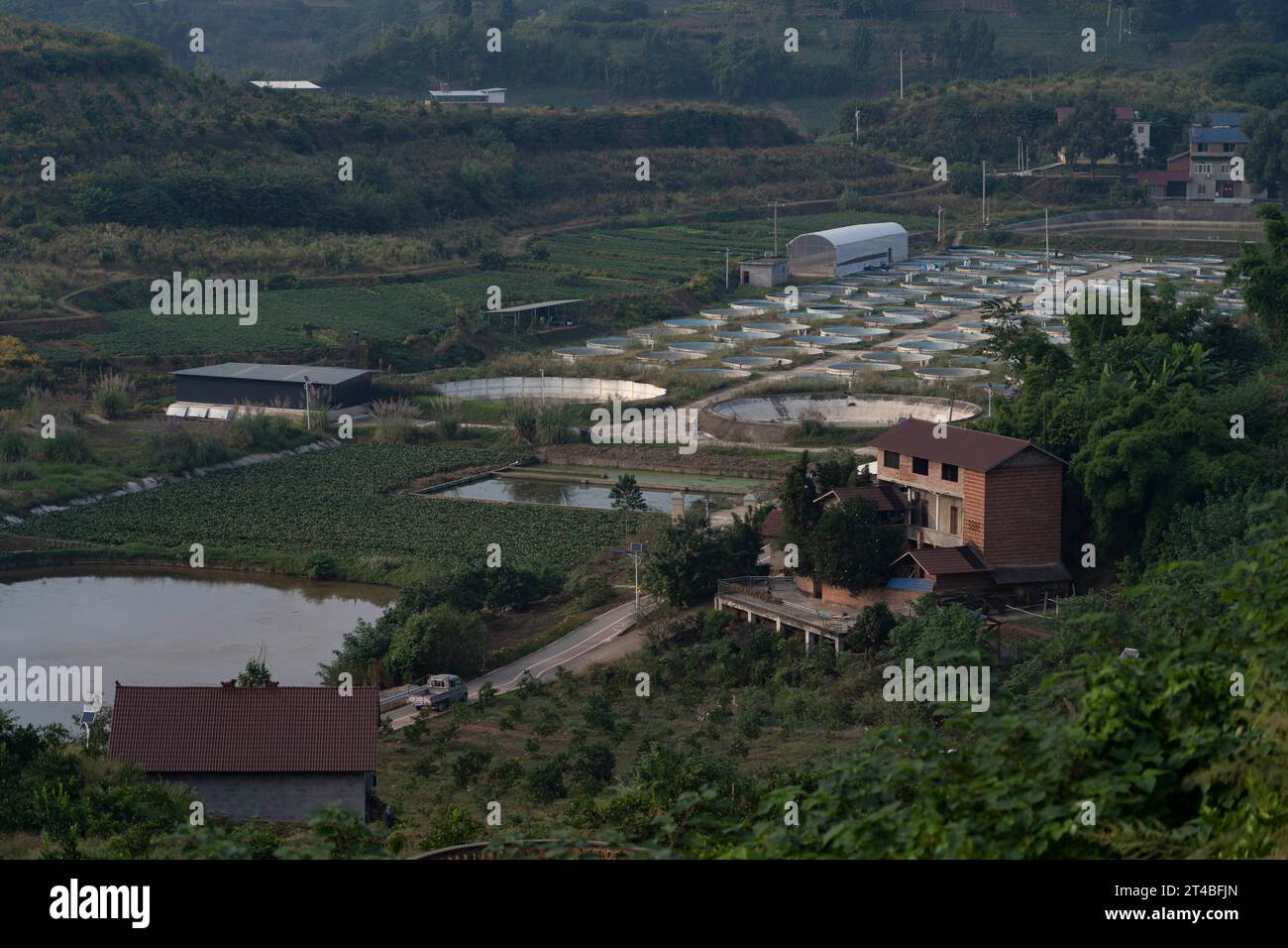 Neijiang. 17th Oct, 2023. This Photo taken on Oct. 17, 2023 shows fish ...