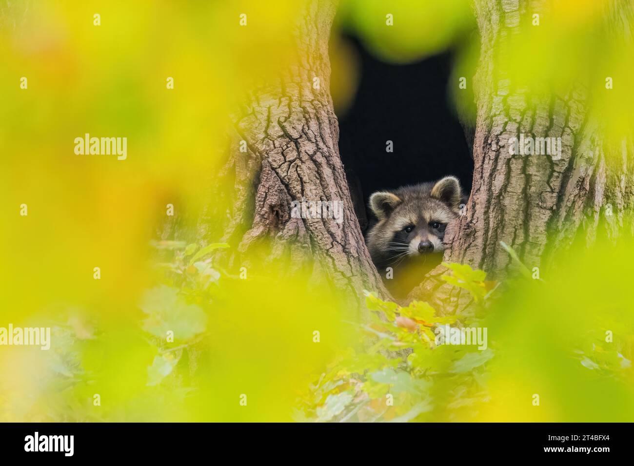 Young raccoon (Procyon lotor) looking out of its tree den, autumnal ...