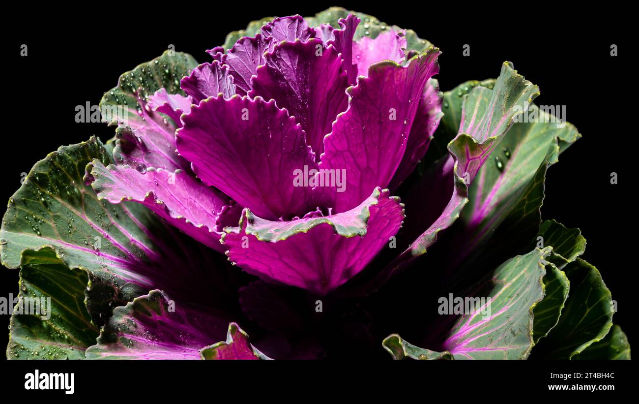 Dekorative cabbage flower brassica oleracea on a black background ...