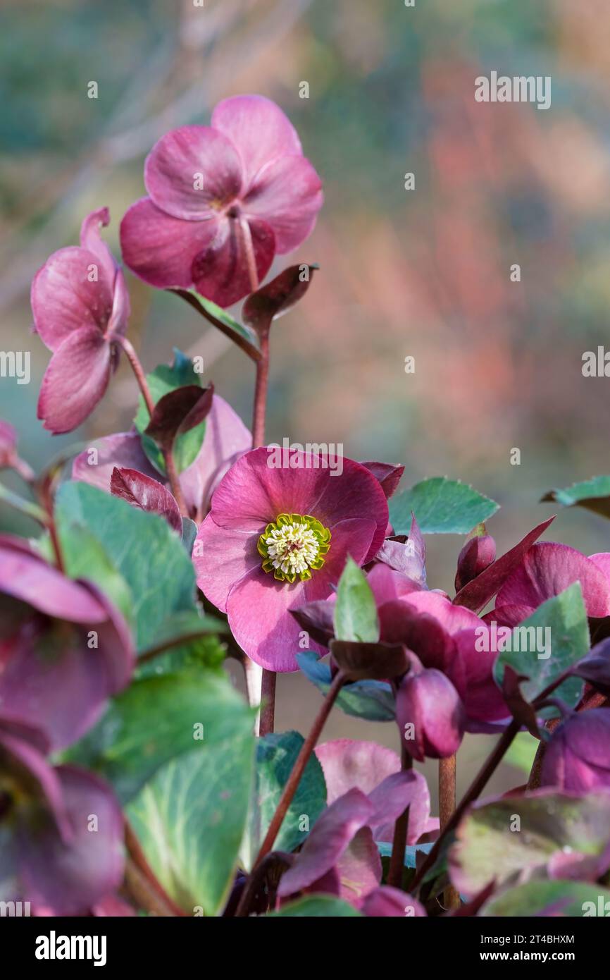 HELLEBORUS Anna's Red, Frostkiss Series, Rodney Davey Marbled Group ...