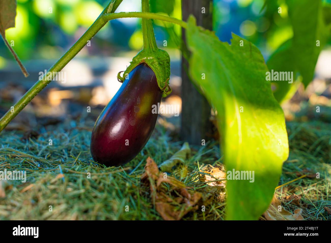 A dark purple eggplant grows in a vegetable garden, close-up ...