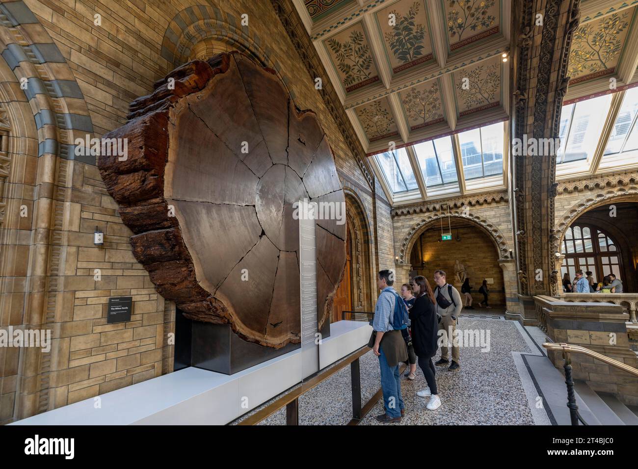 Cross Section Sequoiadendron Giganteum Through 1300 Year Old Sequoia