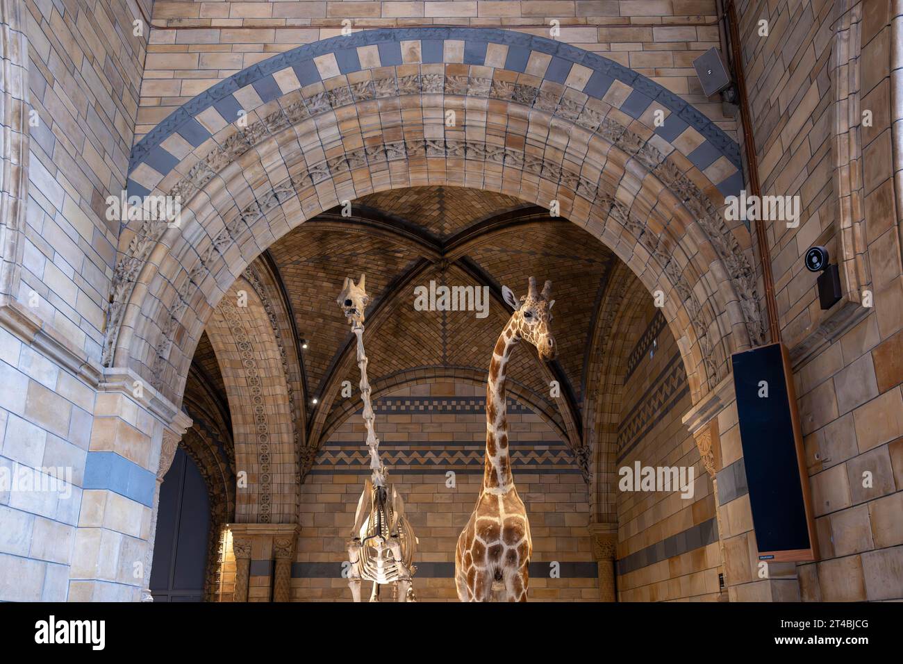 Giraffe skeleton, stuffed giraffe, Natural History Museum or Natural ...