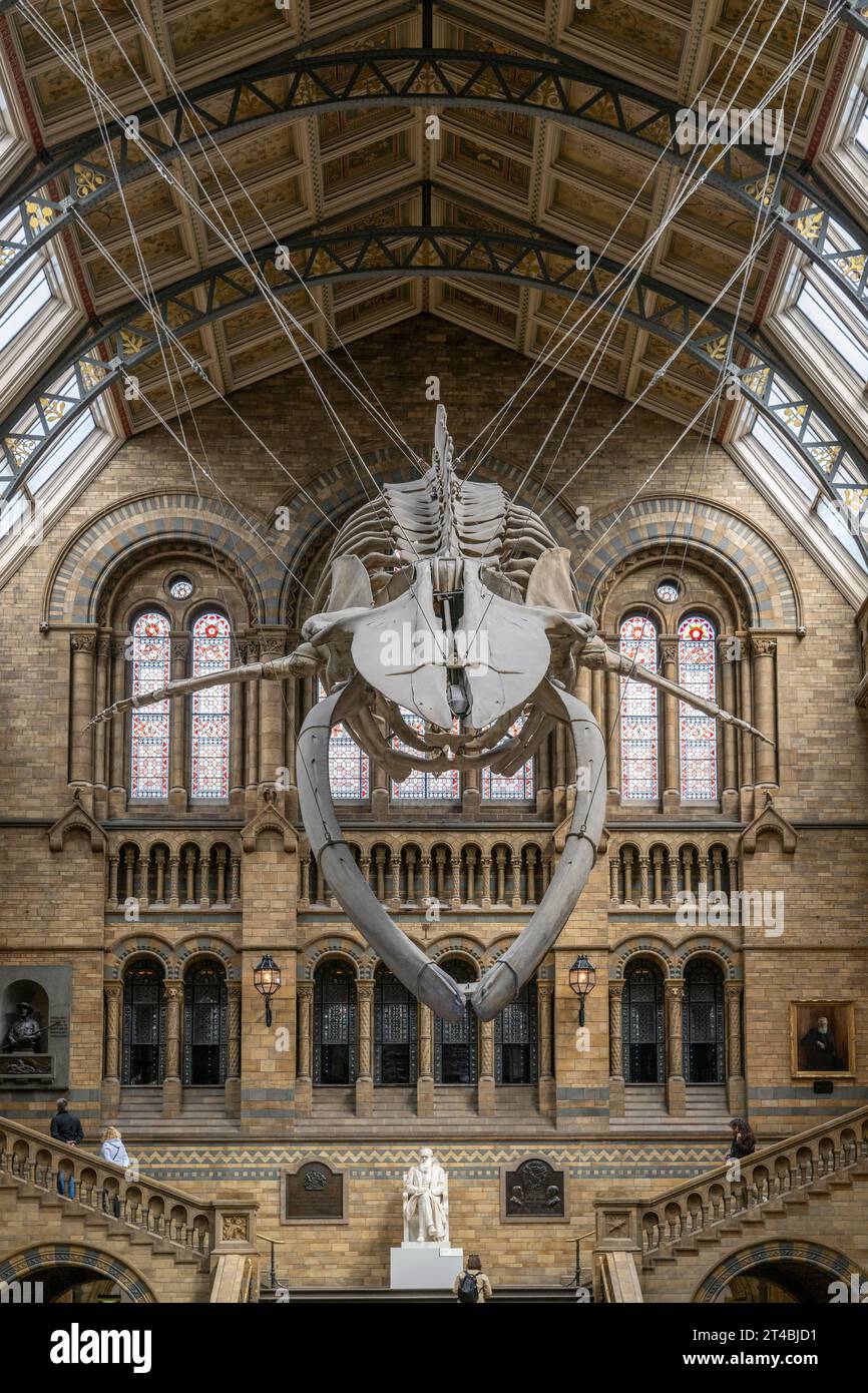 Blue whale skeleton, large entrance hall, Natural History Museum or ...