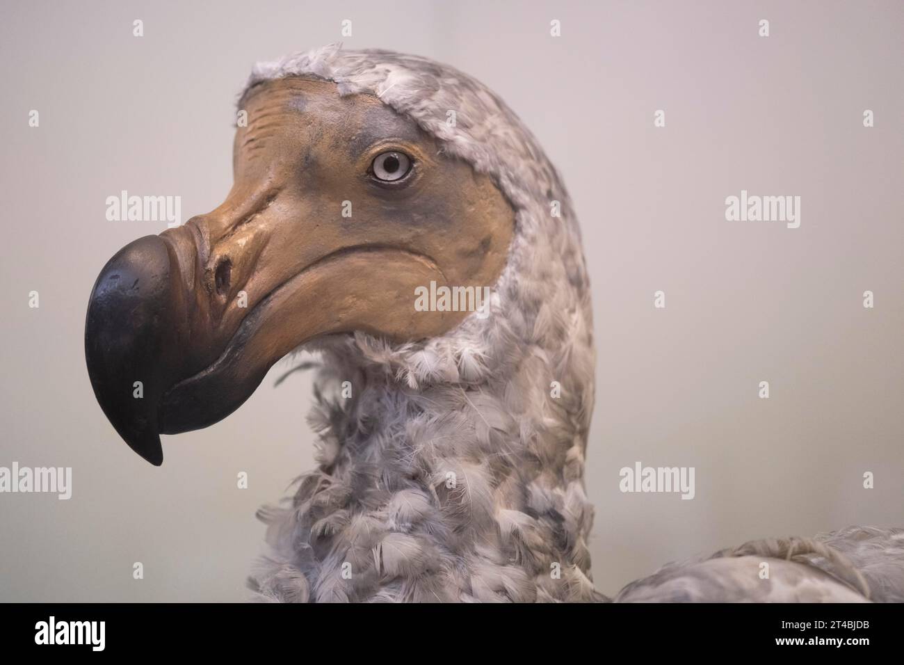 Dodo, Dronte, Dodos (Raphus cucullatus), Dronts, Extinct, Animals ...