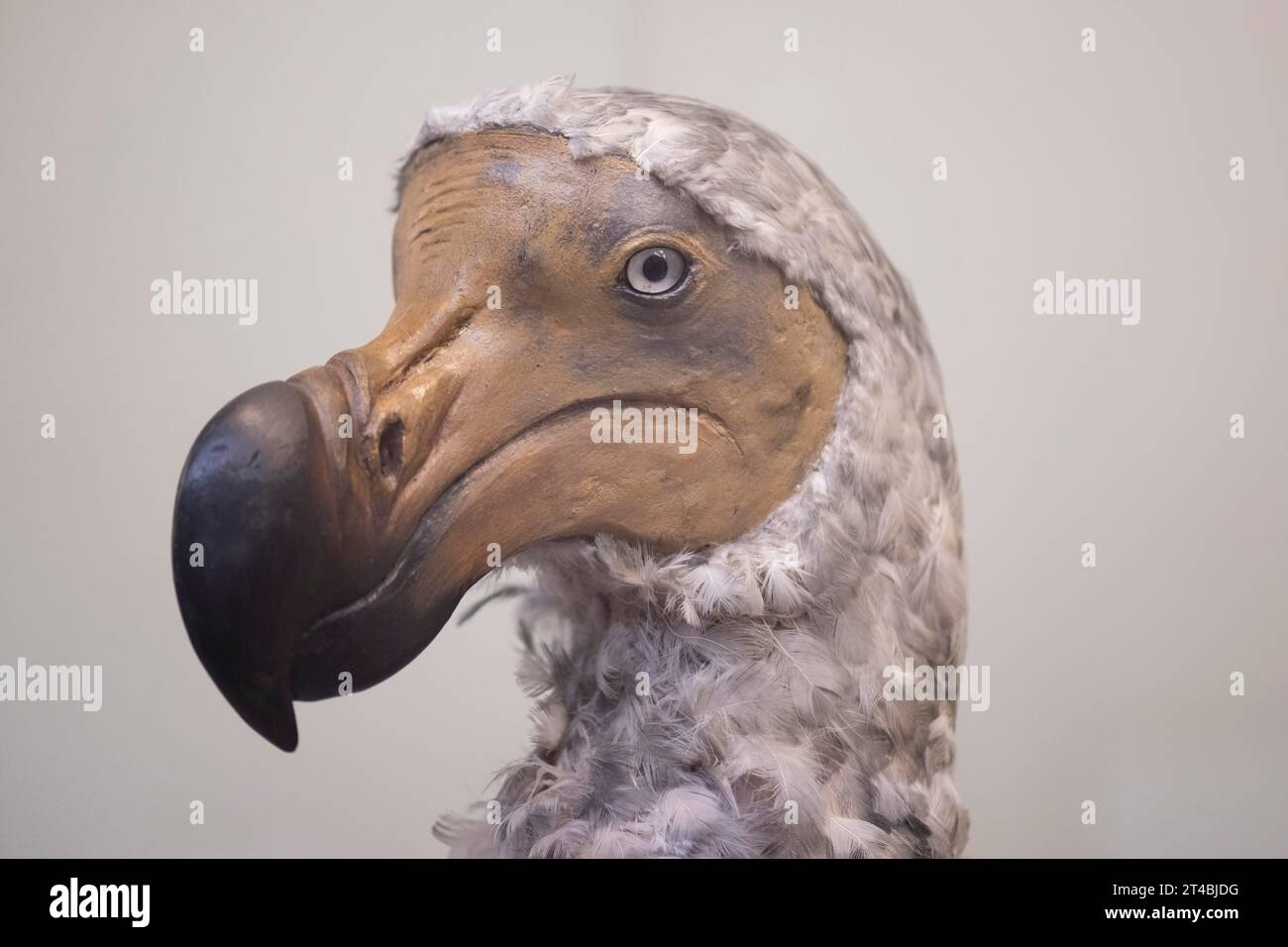 Dodo, Dronte, Dodos (Raphus cucullatus), Dronts, Extinct, Animals ...