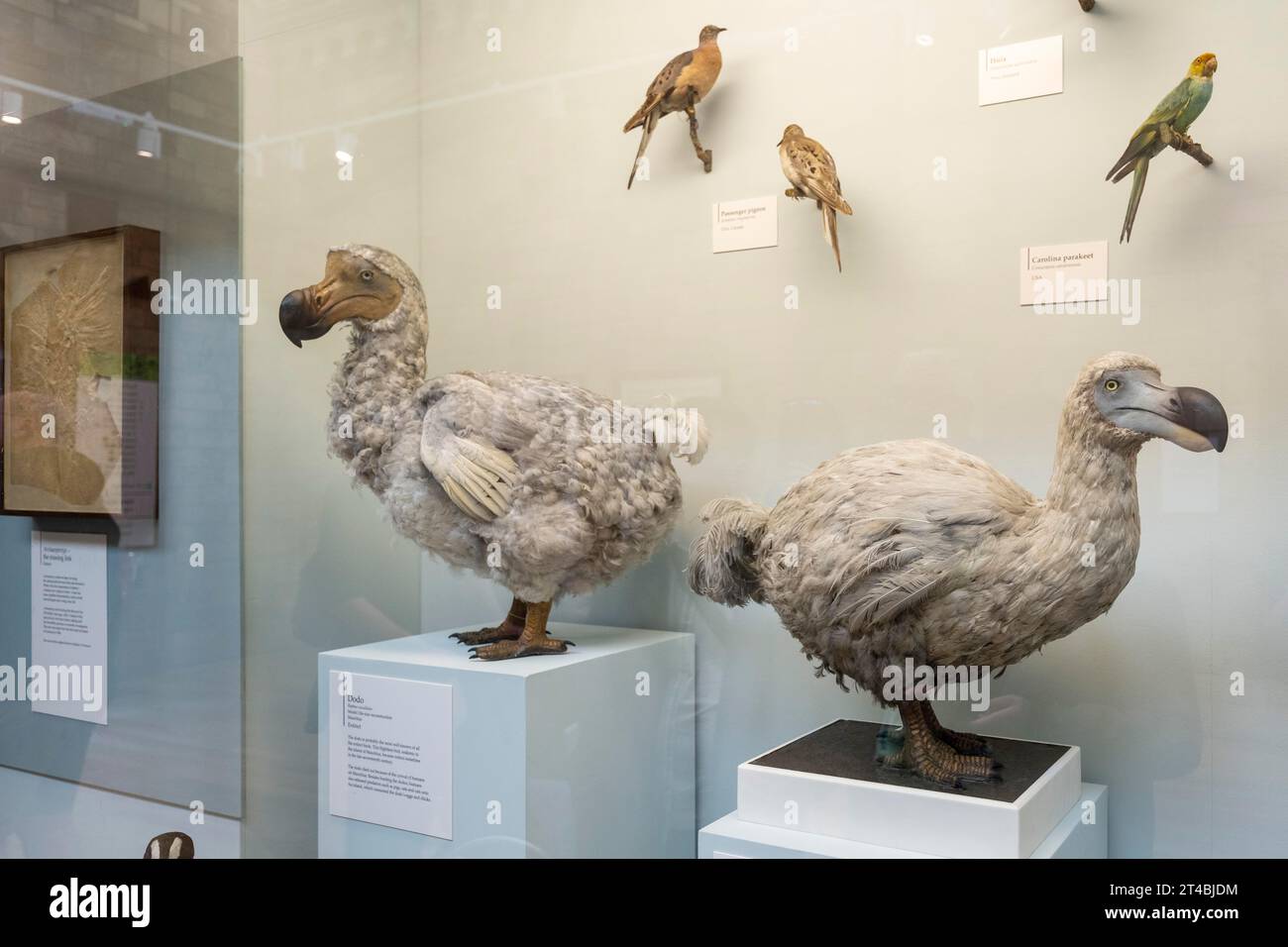 Dodo, Dronte, Dodos (Raphus cucullatus), Dronts, Extinct, Animals ...