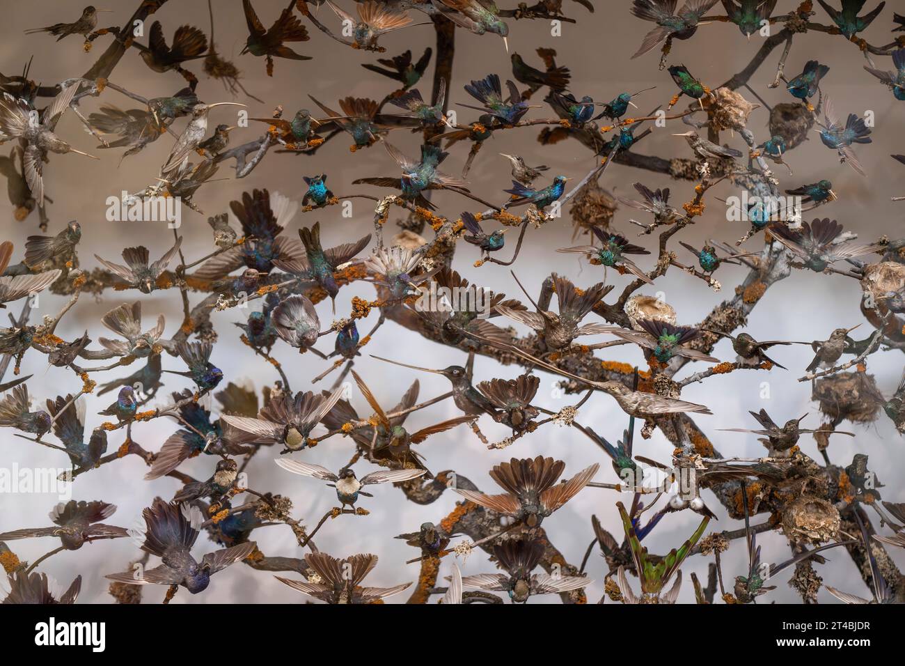 Stuffed Hummingbird (selasphorus rufus), Animals, Birds, Natural ...