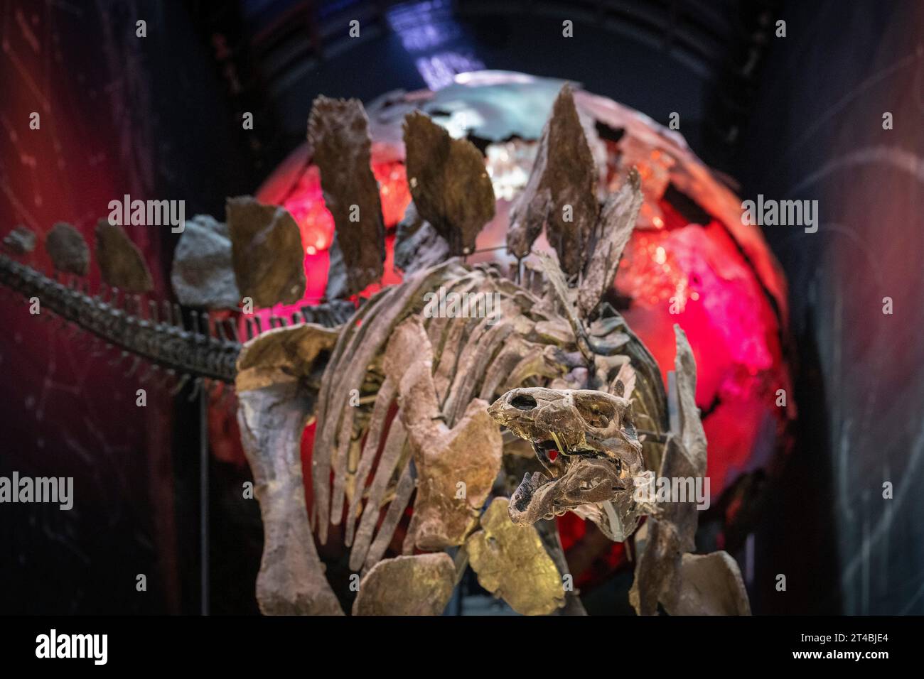 Skeleton of a Stegosaurus dinosaur, Earth Hall, Natural History Museum ...