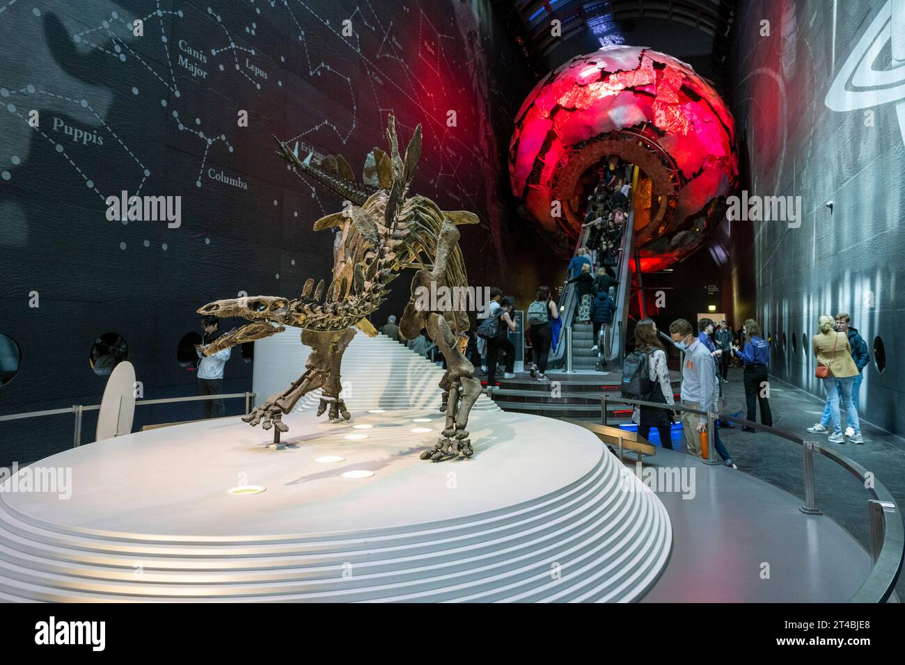 Skeleton of a Stegosaurus dinosaur, Earth Hall, Natural History Museum ...