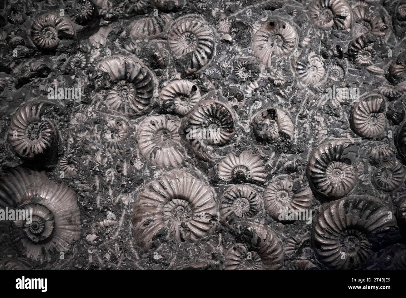 Petrifaction, Ammonites, Natural History Museum or Natural History ...