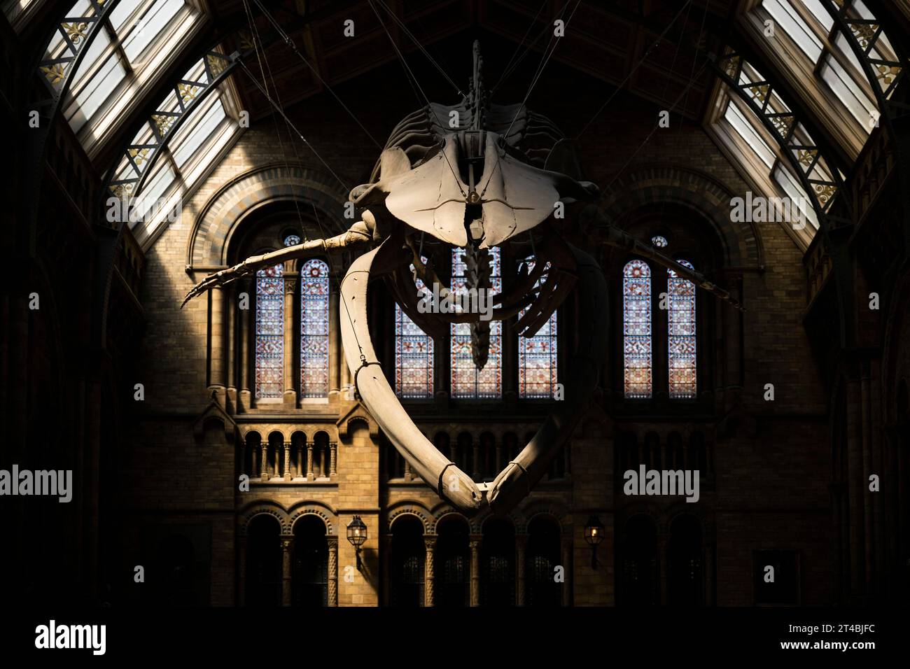Blue whale skeleton, large entrance hall, Natural History Museum or ...